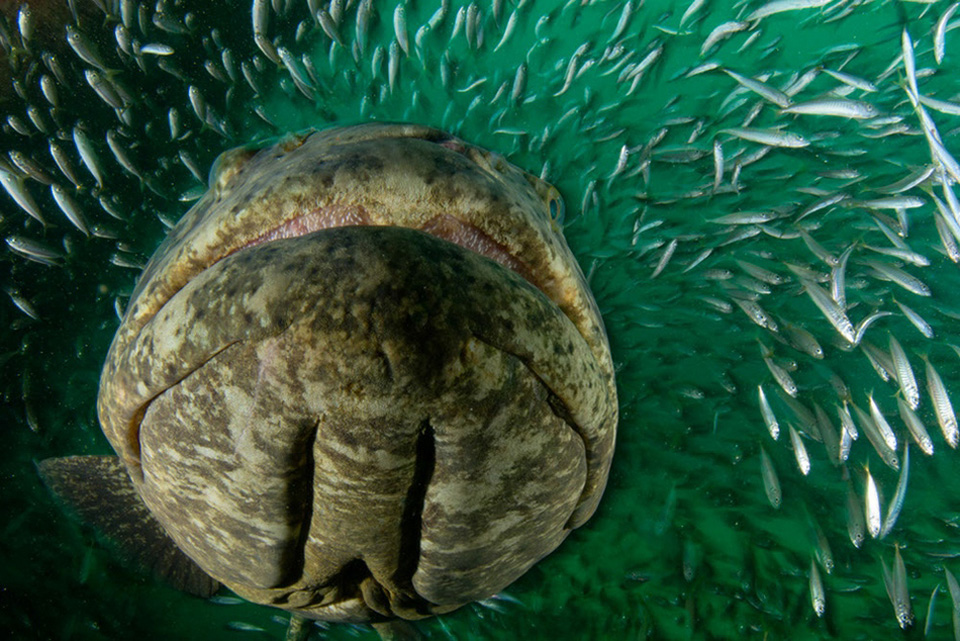 Cá mú khổng lồ “cướp” cá mập trước mắt ngư dân | Tôm Vàng