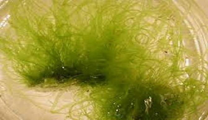 Sử dụng rong bún làm thức ăn cho cá nâu nuôi trong ao đất | Tôm Vàng