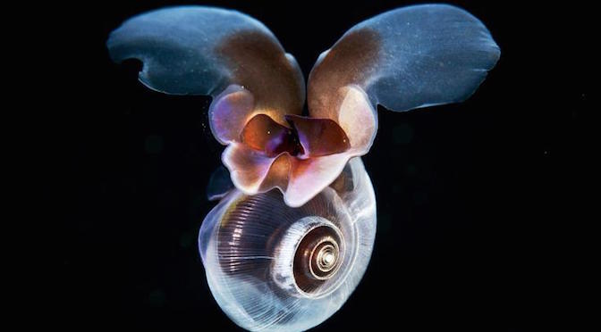 Những đặc điểm kỳ lạ của ốc sên | Tôm Vàng